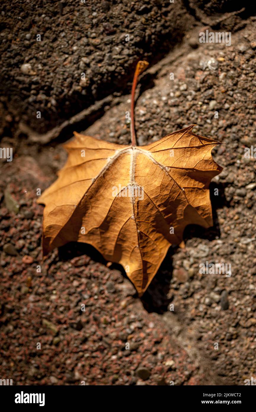 A vertical shot of an orange leaf on the ground during the day Stock ...