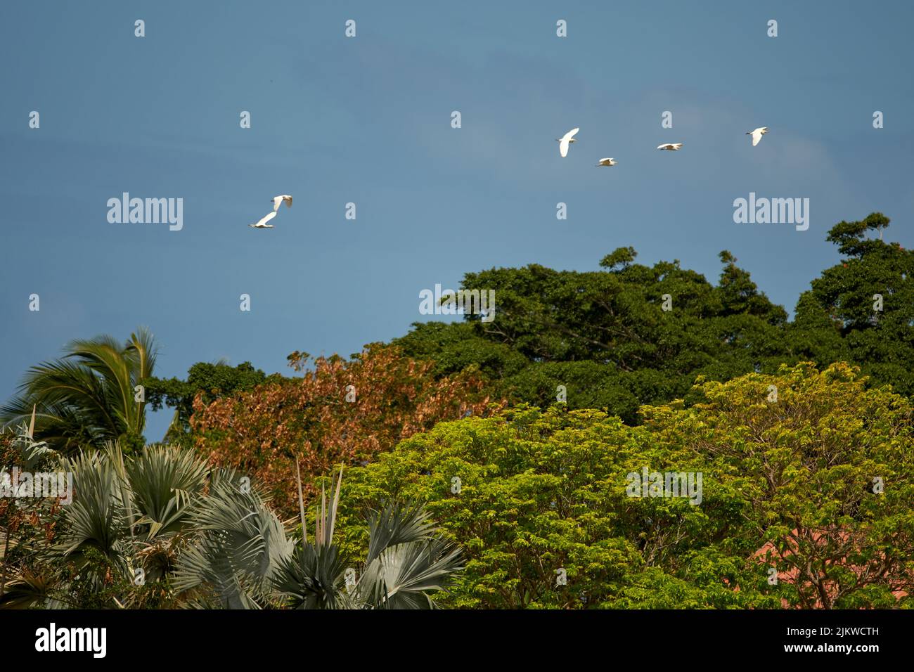 A low angle shot of a flock of birds flying above the trees Stock Photo ...