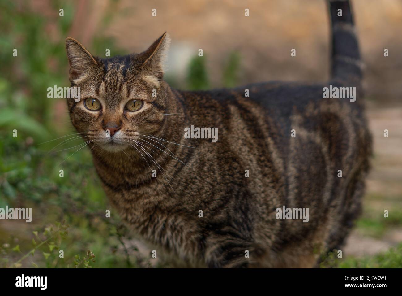 Funny cat watching in camera hi-res stock photography and images - Alamy