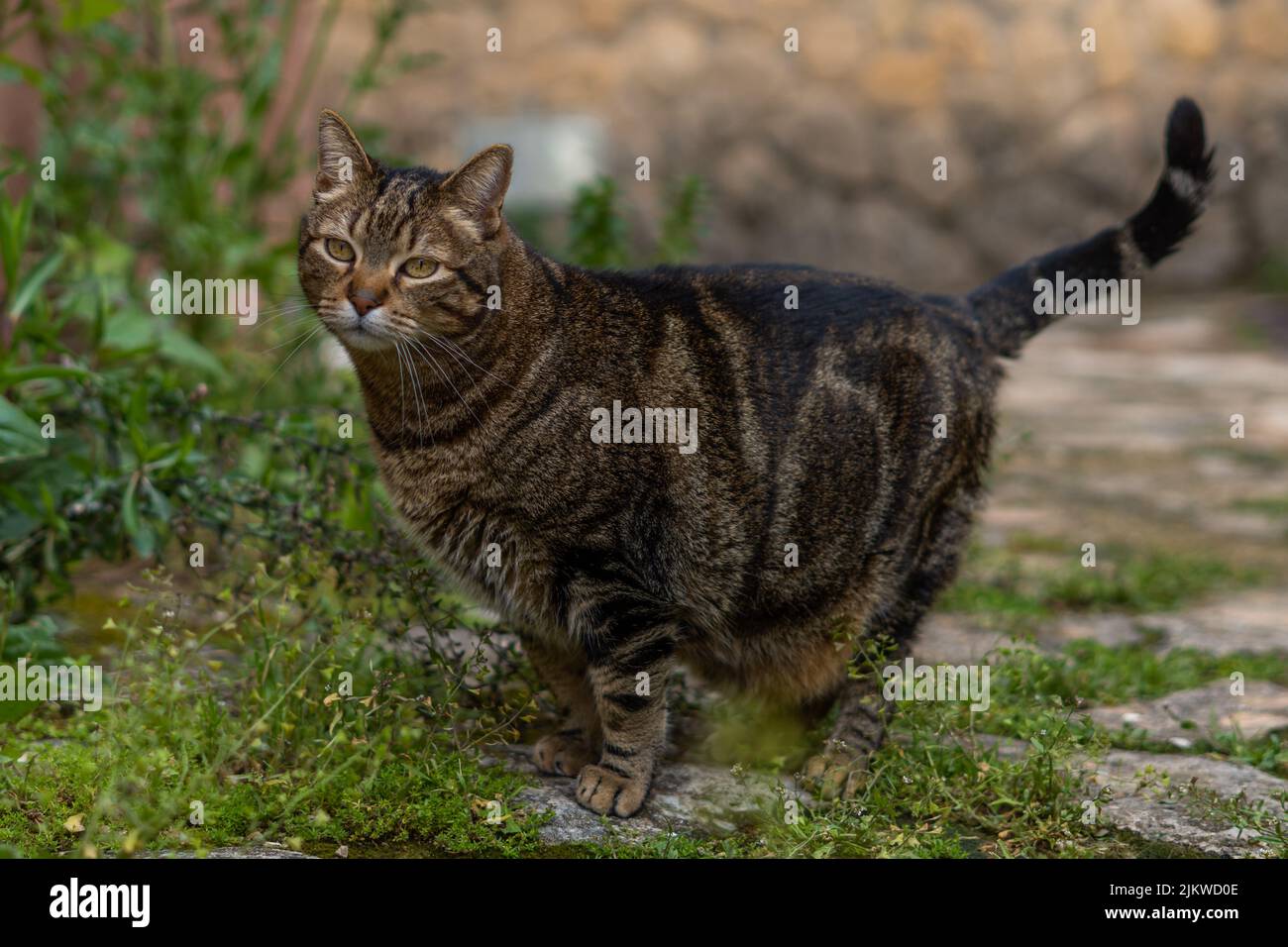 close-up of brown and black common cat looking at the camera walking in ...