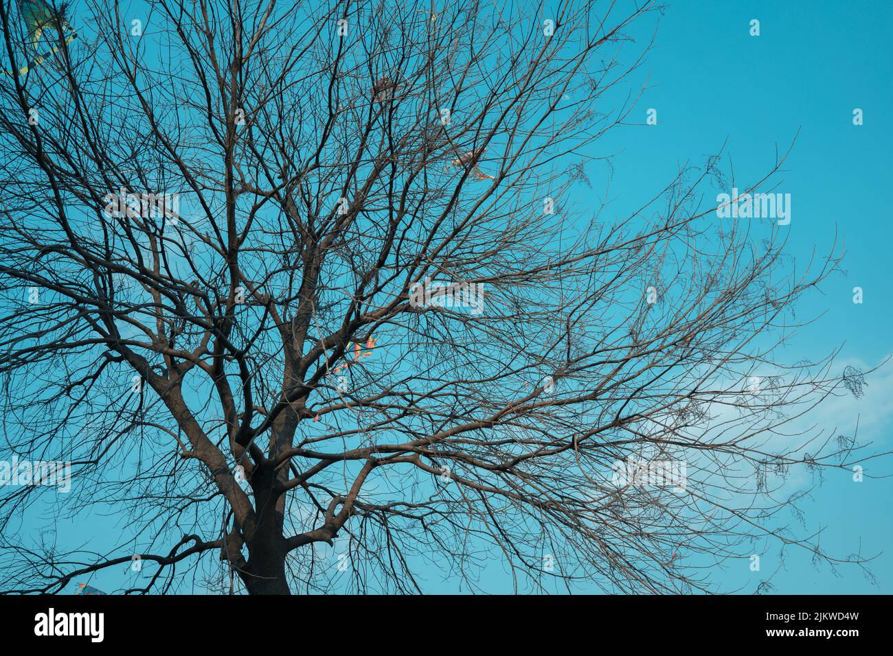 The tree without leaves in the blue sky background Stock Photo - Alamy
