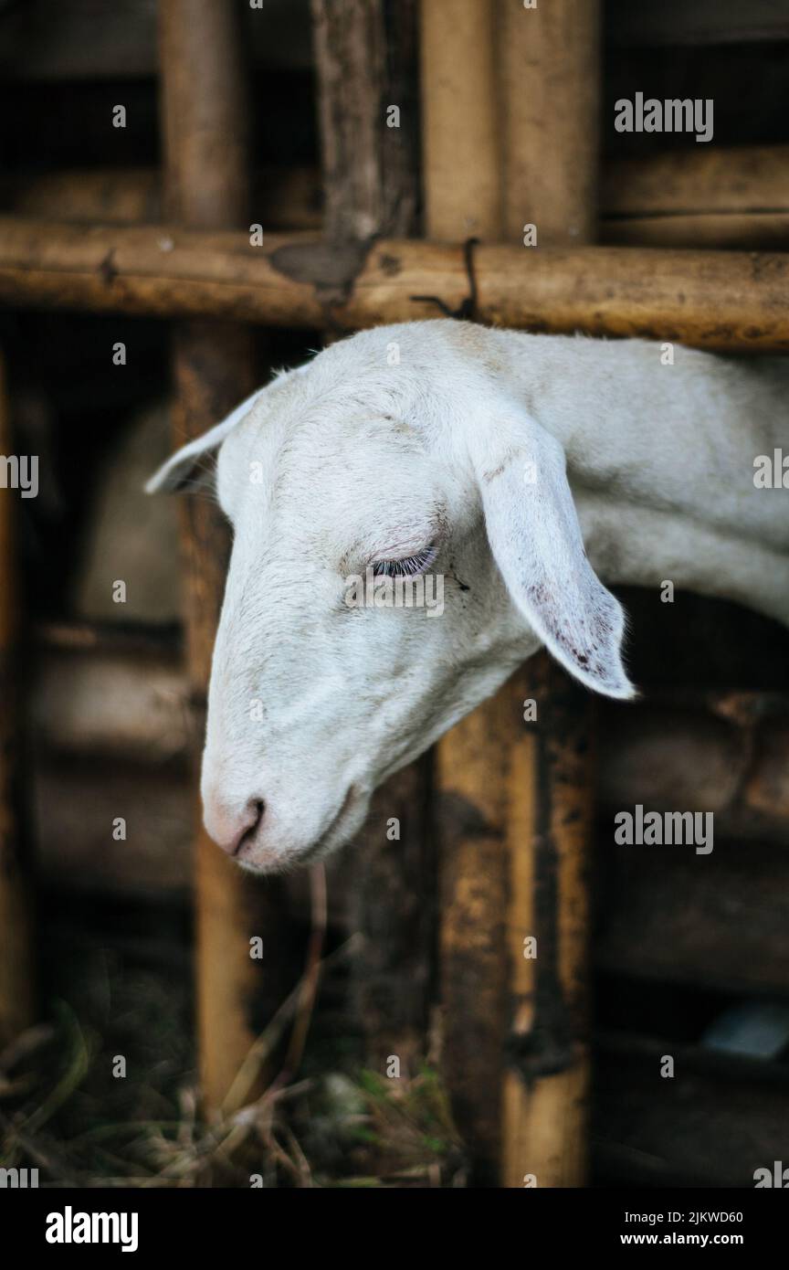 A closeup shot of a white goat sticking its head out between fence bars ...