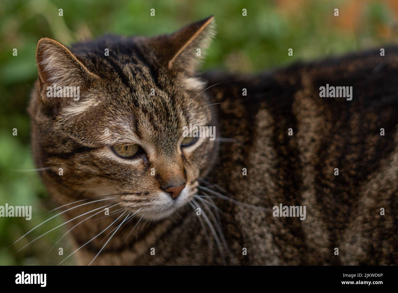 close-up of brown and black common cat looking at the camera walking in ...
