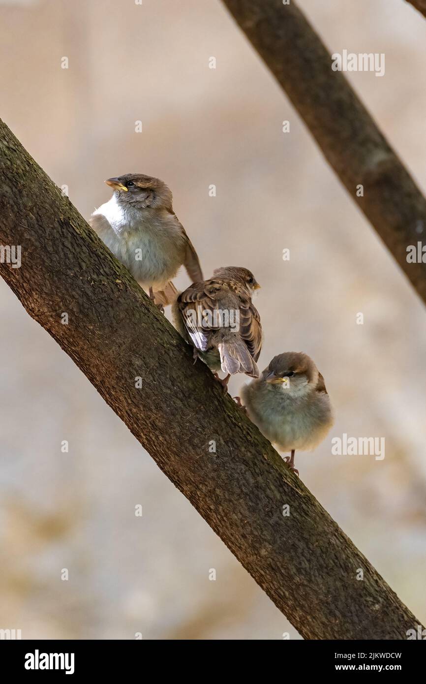 Baby sparrows waits for their mother to feed them Stock Photo - Alamy