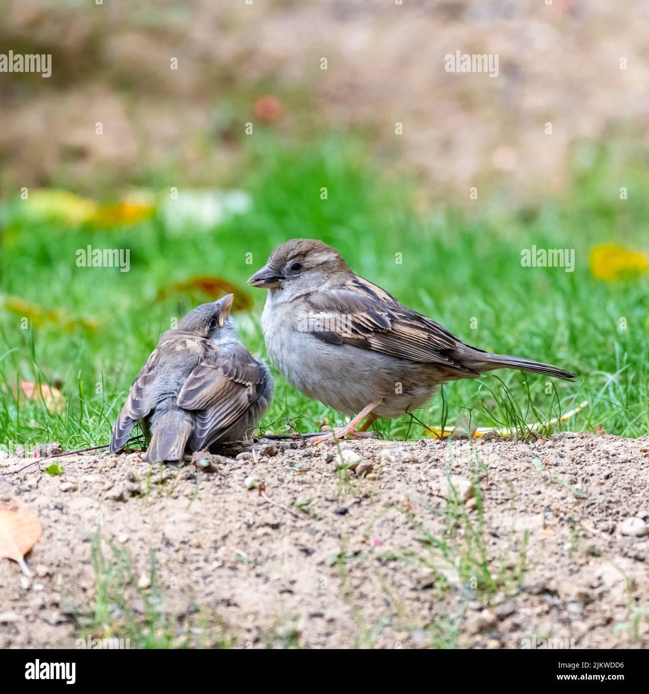 A baby sparrow waits for his mother to feed him Stock Photo - Alamy