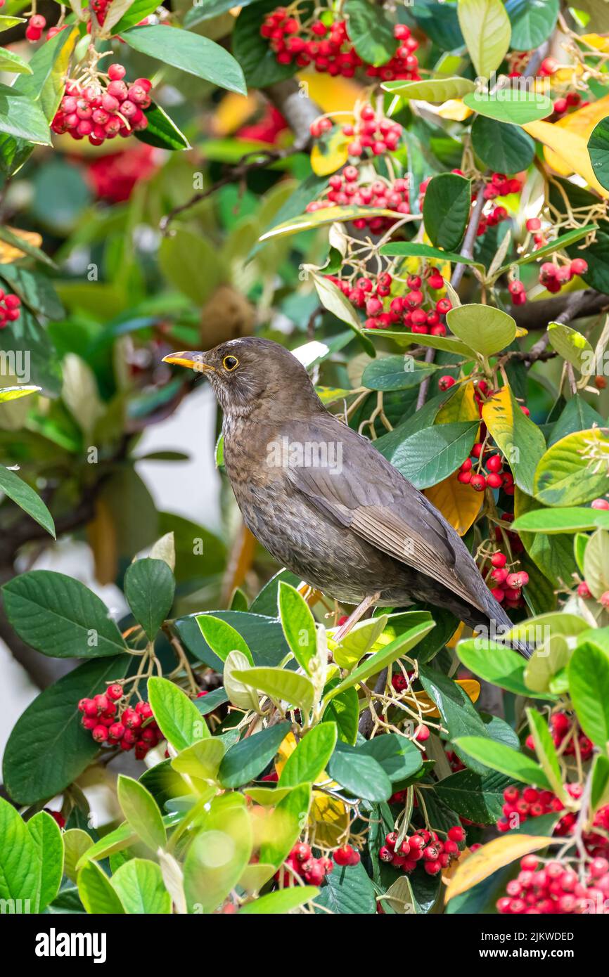 Common blackbird, Turdus merula, female, eating red seeds in a tree ...