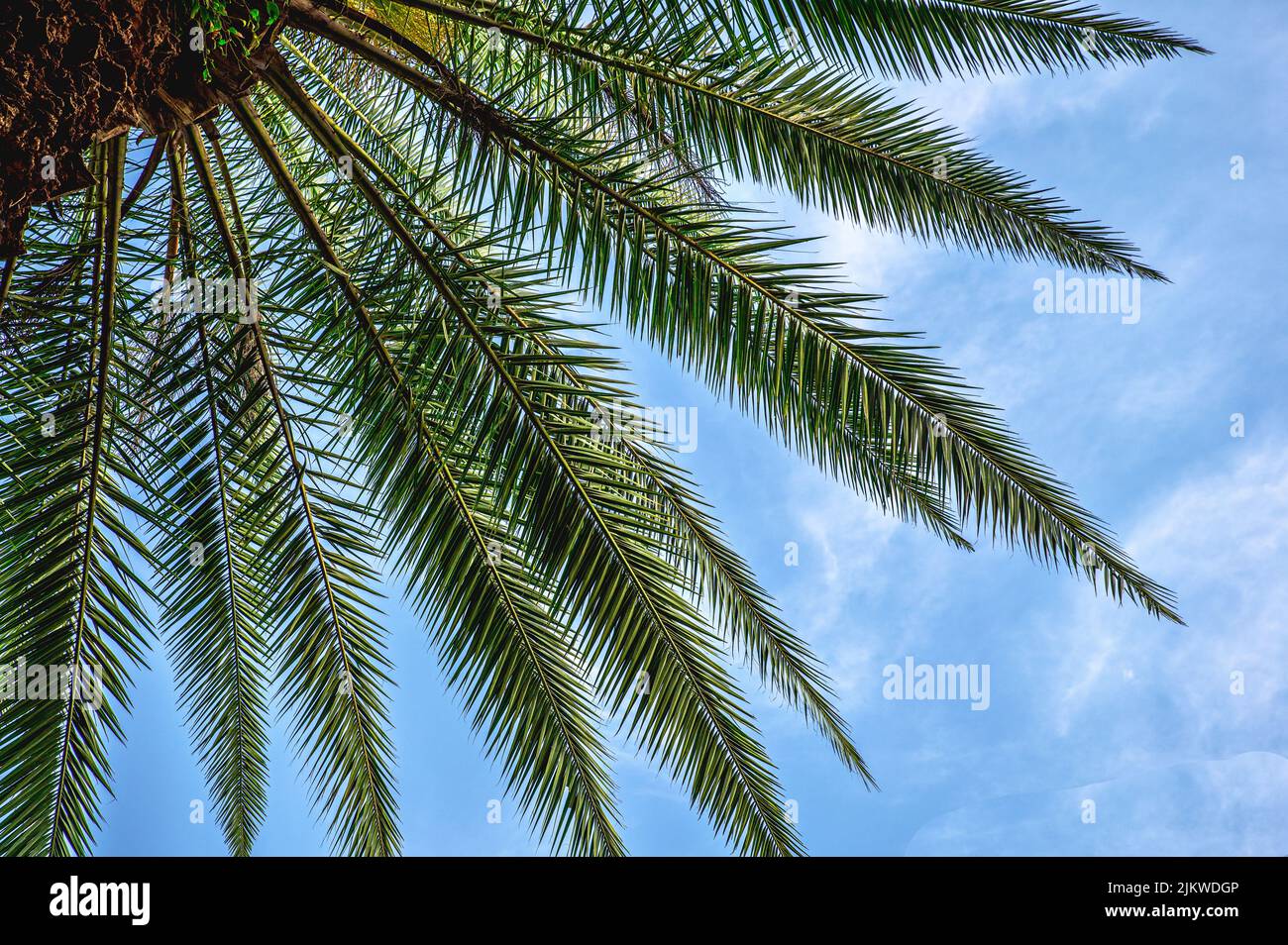 Coconut Tree Leaves Images
