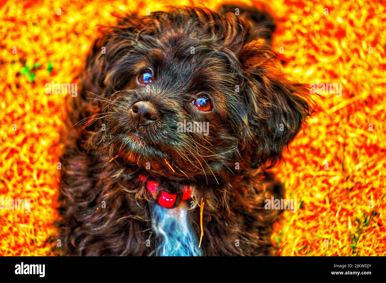 A closeup of an adorable Yorkipoo on a blurred yellow orange background ...