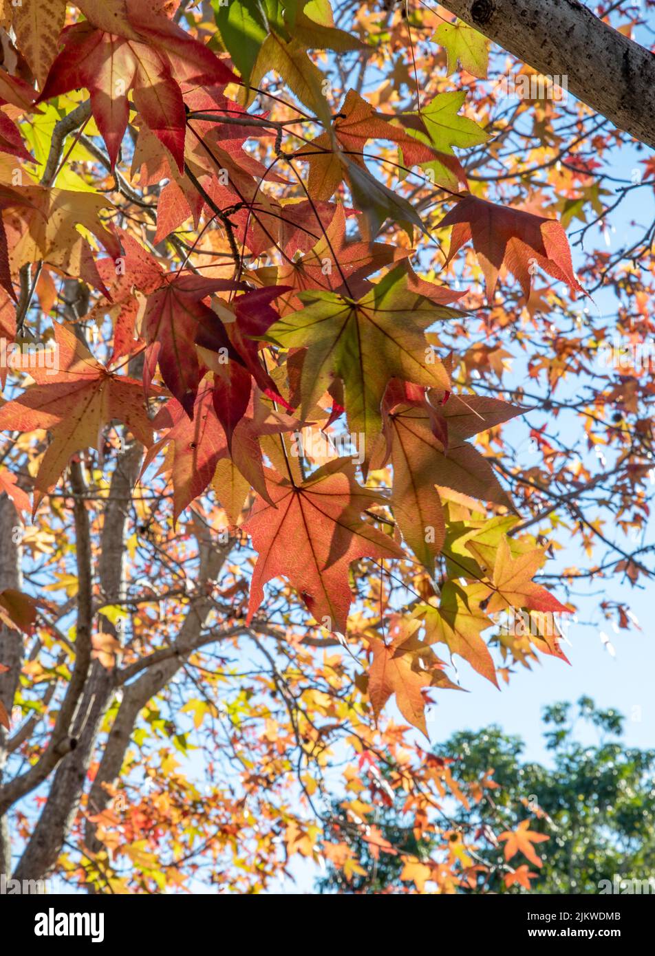 A vertical low angle shot of colorful tree leaves Stock Photo - Alamy
