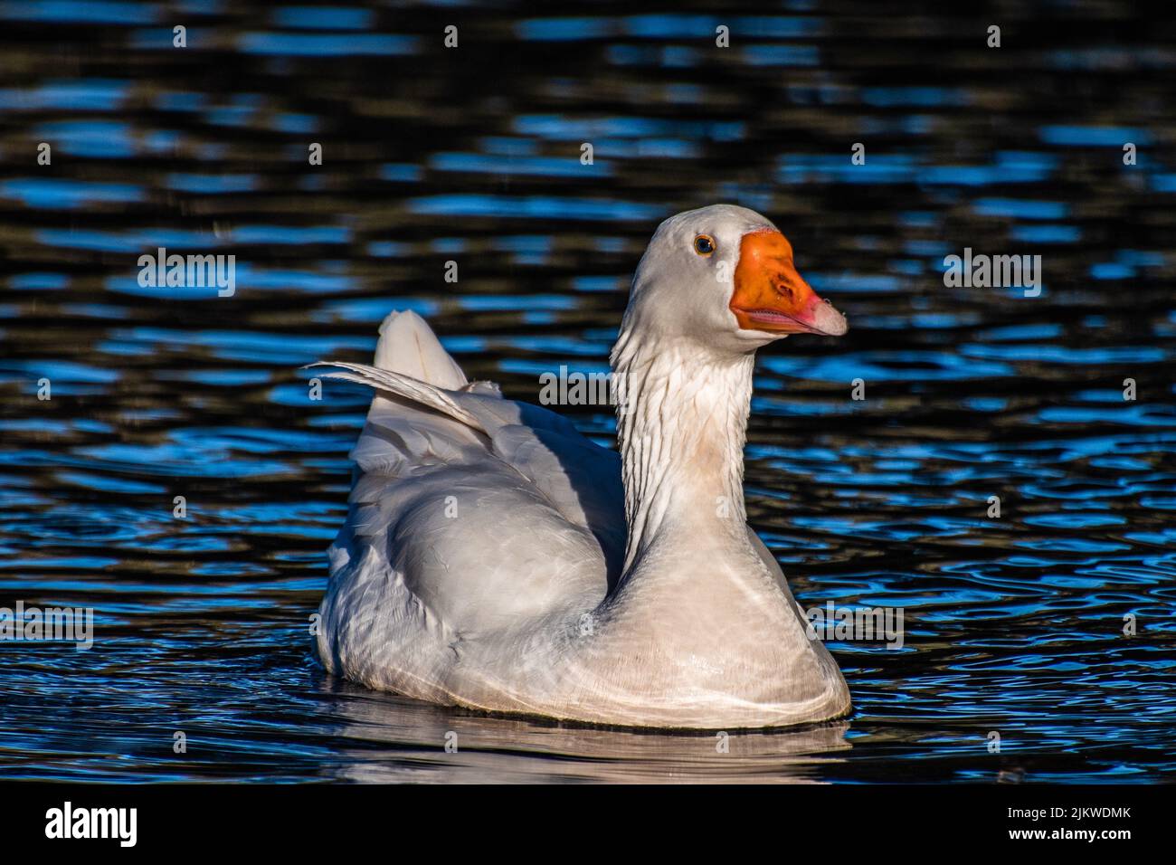 A domestic goose swimming in the clear lake Stock Photo - Alamy