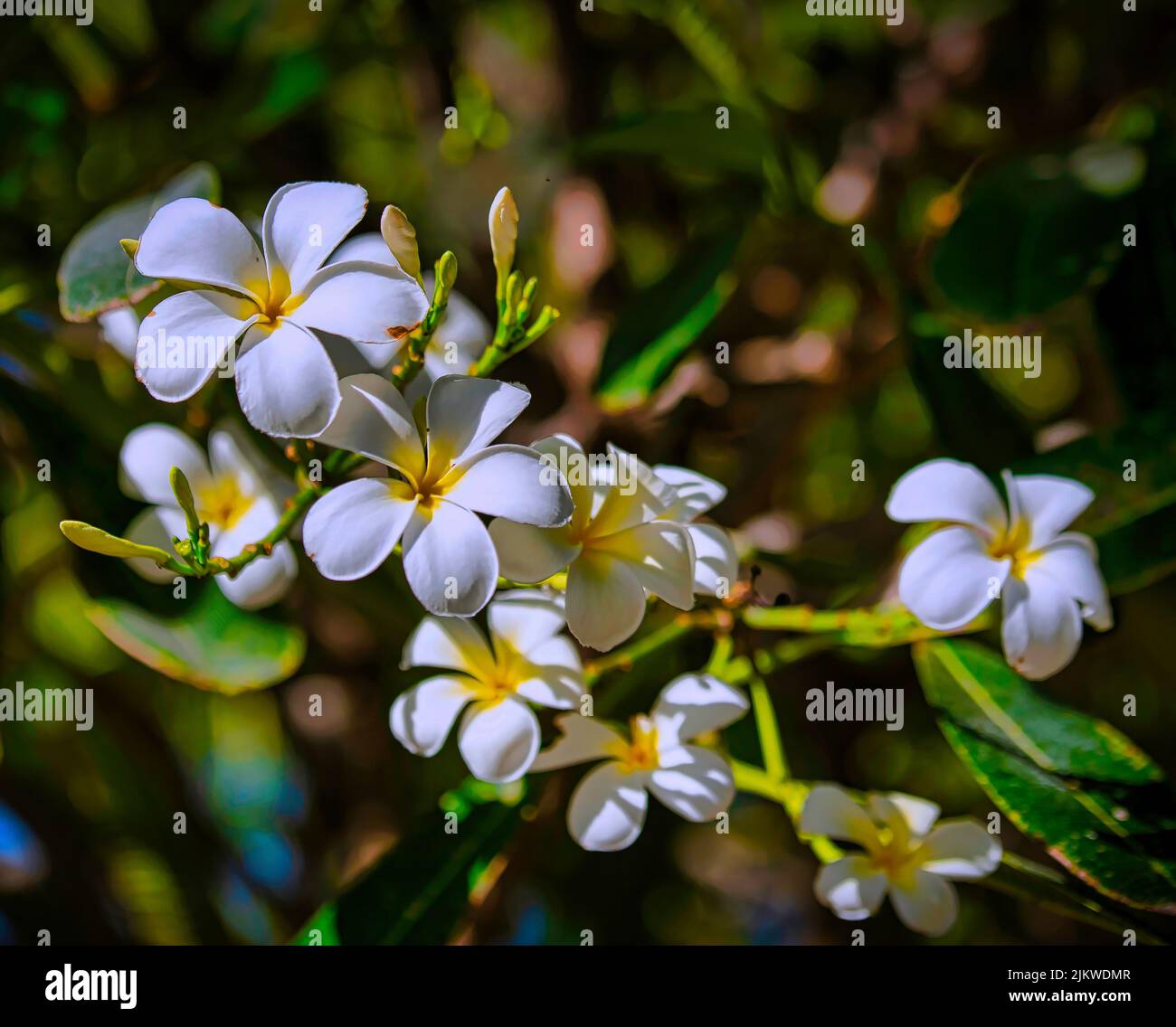 A closeup shot of blooming white frangipani flowers on Whitsunday Coast ...