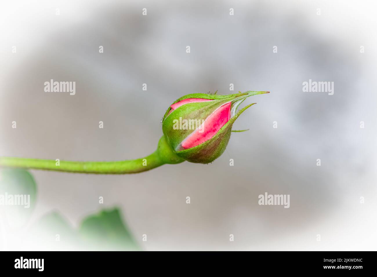 Single pink rosebud in the garden, isolated flower Stock Photo - Alamy