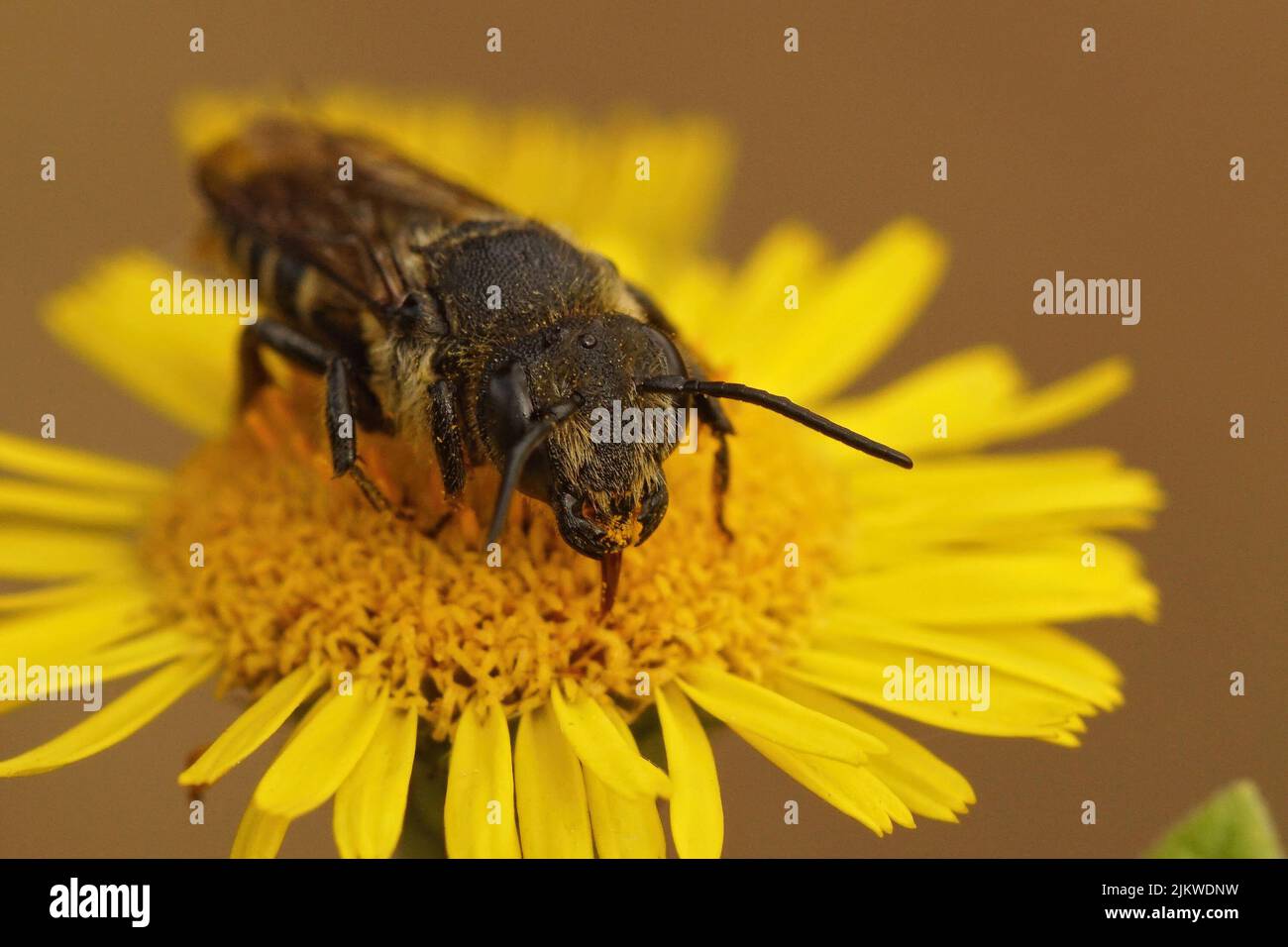 Facial closeup on a rare female klepetoparasite , Coelioxys alatus ...