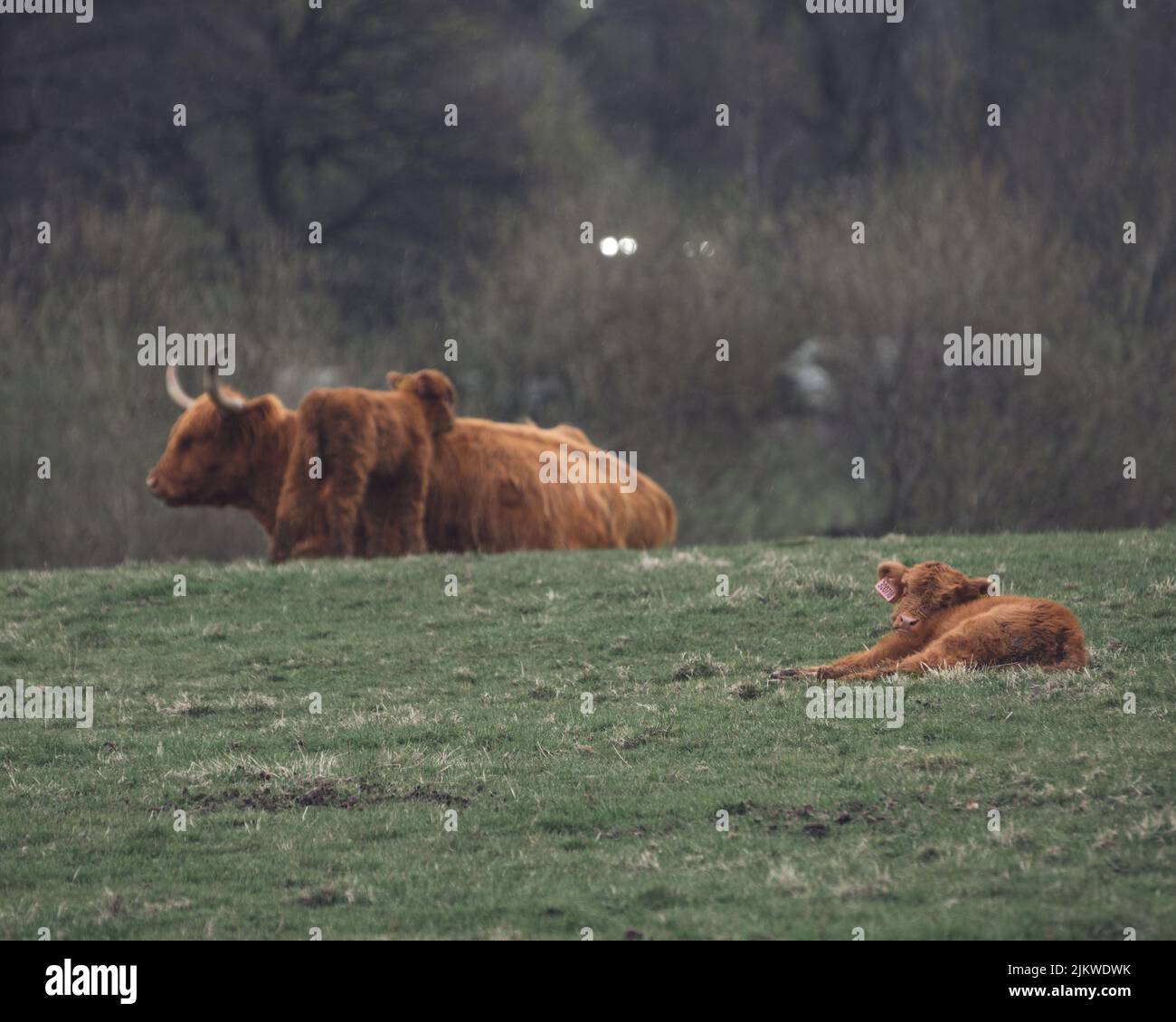A beautiful shot of an adult Scottish Highland cow grazing on a ...