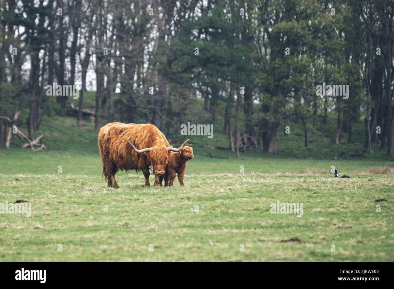 A beautiful shot of an adult Scottish Highland cow grazing with its ...