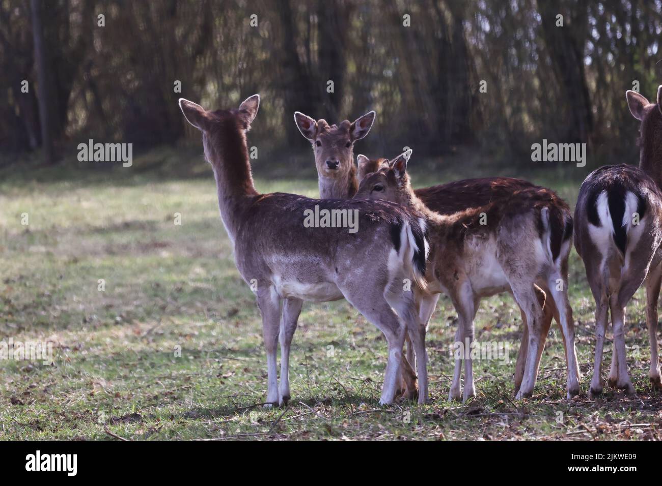 Dotted deer hi-res stock photography and images - Alamy