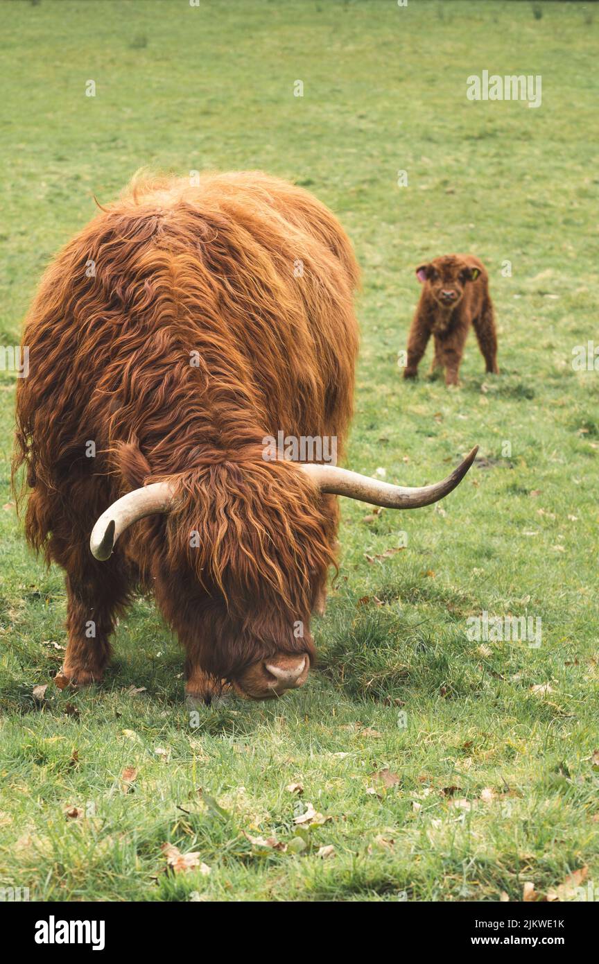 A beautiful shot of an adult Scottish Highland cow grazing with its ...
