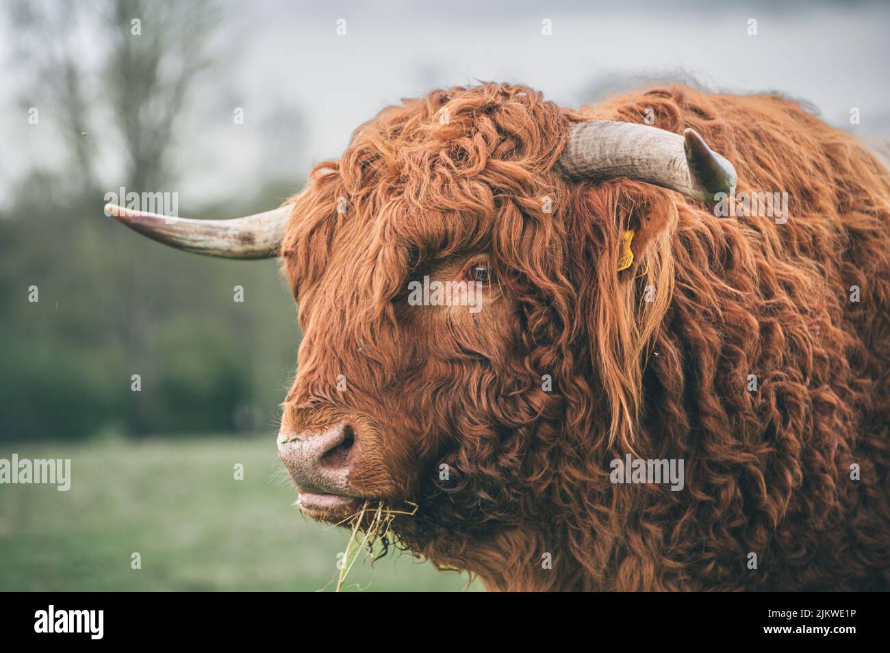A beautiful shot of an adult Scottish Highland cow grazing on the grass ...