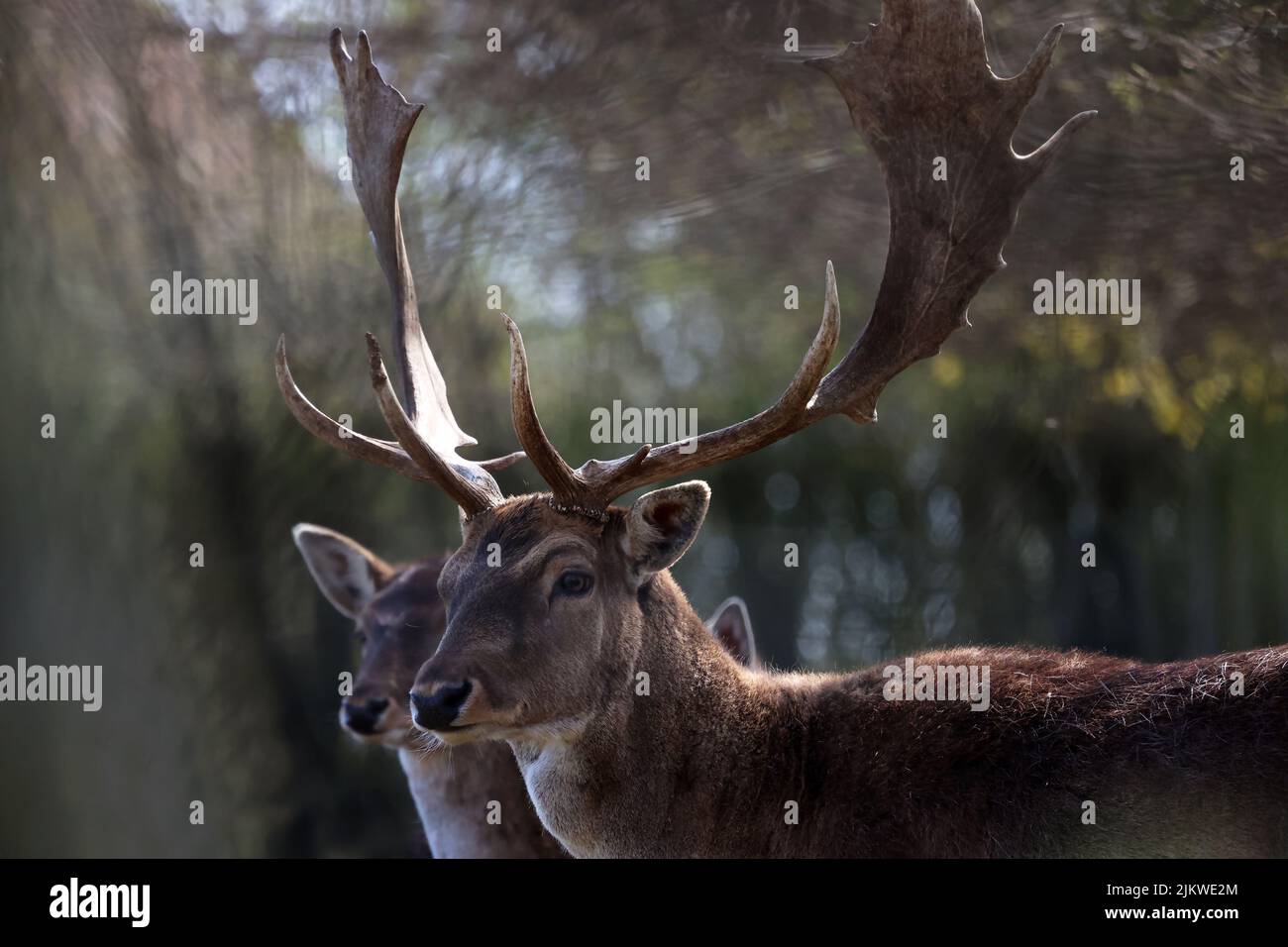 Red deer flock hi-res stock photography and images - Alamy