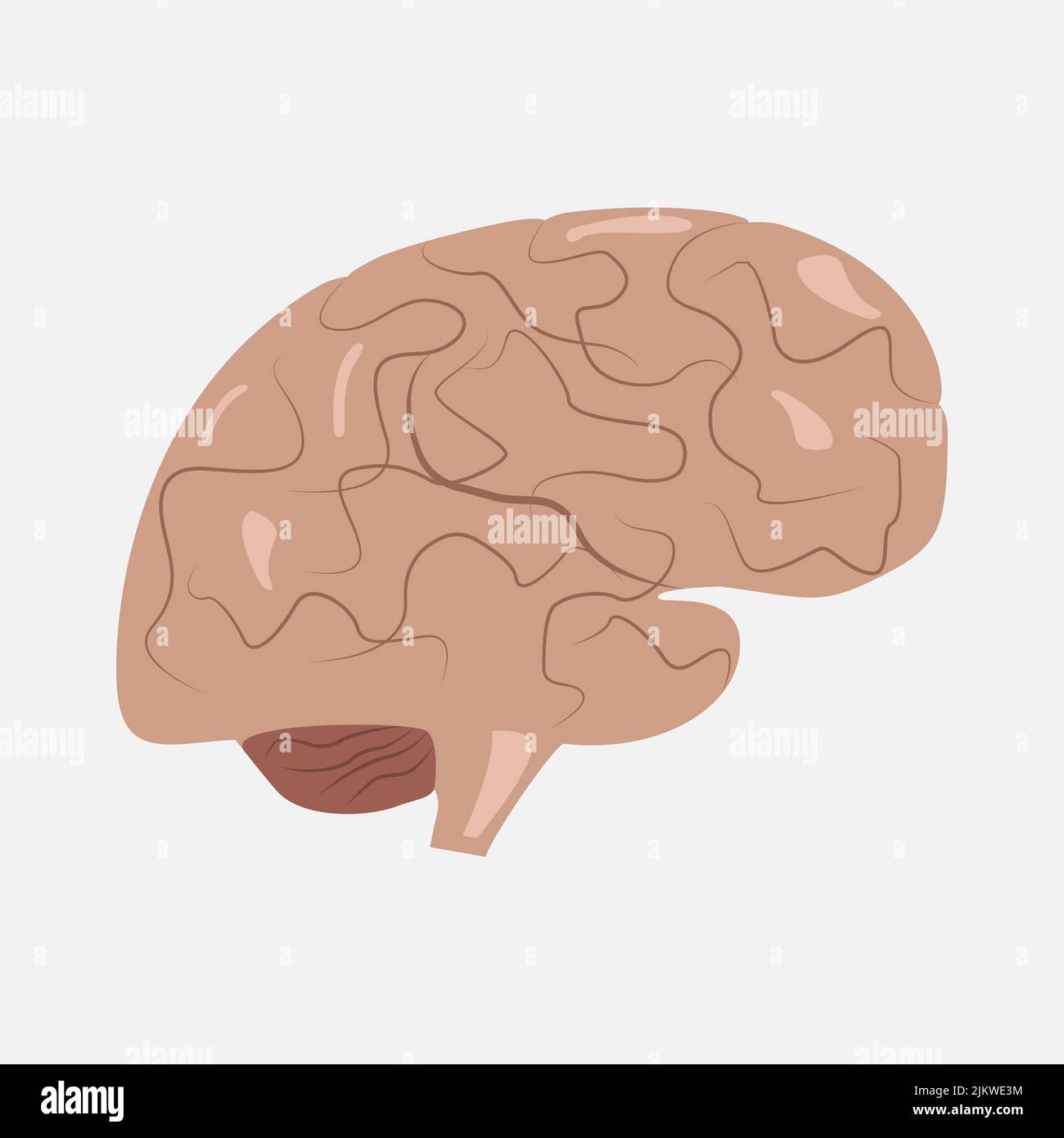 Human brain icon on Stock Vector Images - Alamy