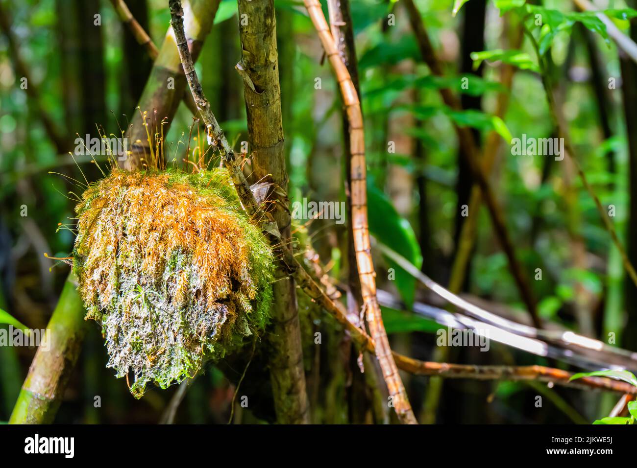 The moss on a log near Manoa Falls in Oahu Hawaii Stock Photo - Alamy