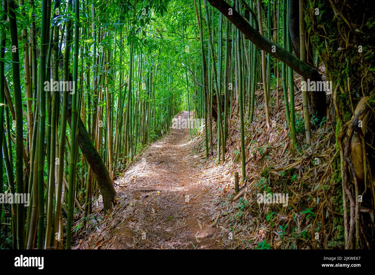 The Bamboo Forest Trail in Manoa Falls, Oahu, Hawaii Stock Photo - Alamy