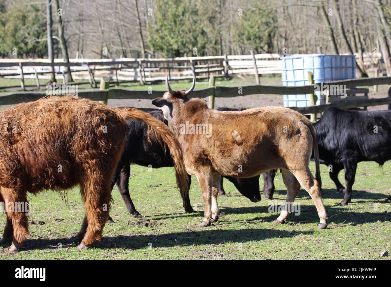 Bisons in summer field hi-res stock photography and images - Alamy