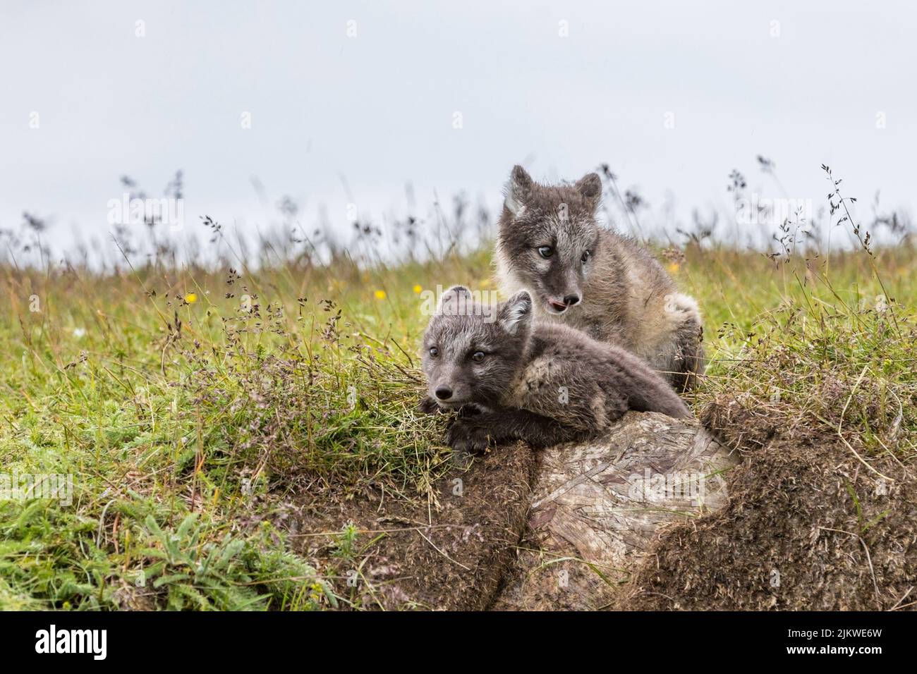 Two wild babies of arctic fox on the Iceland Stock Photo - Alamy