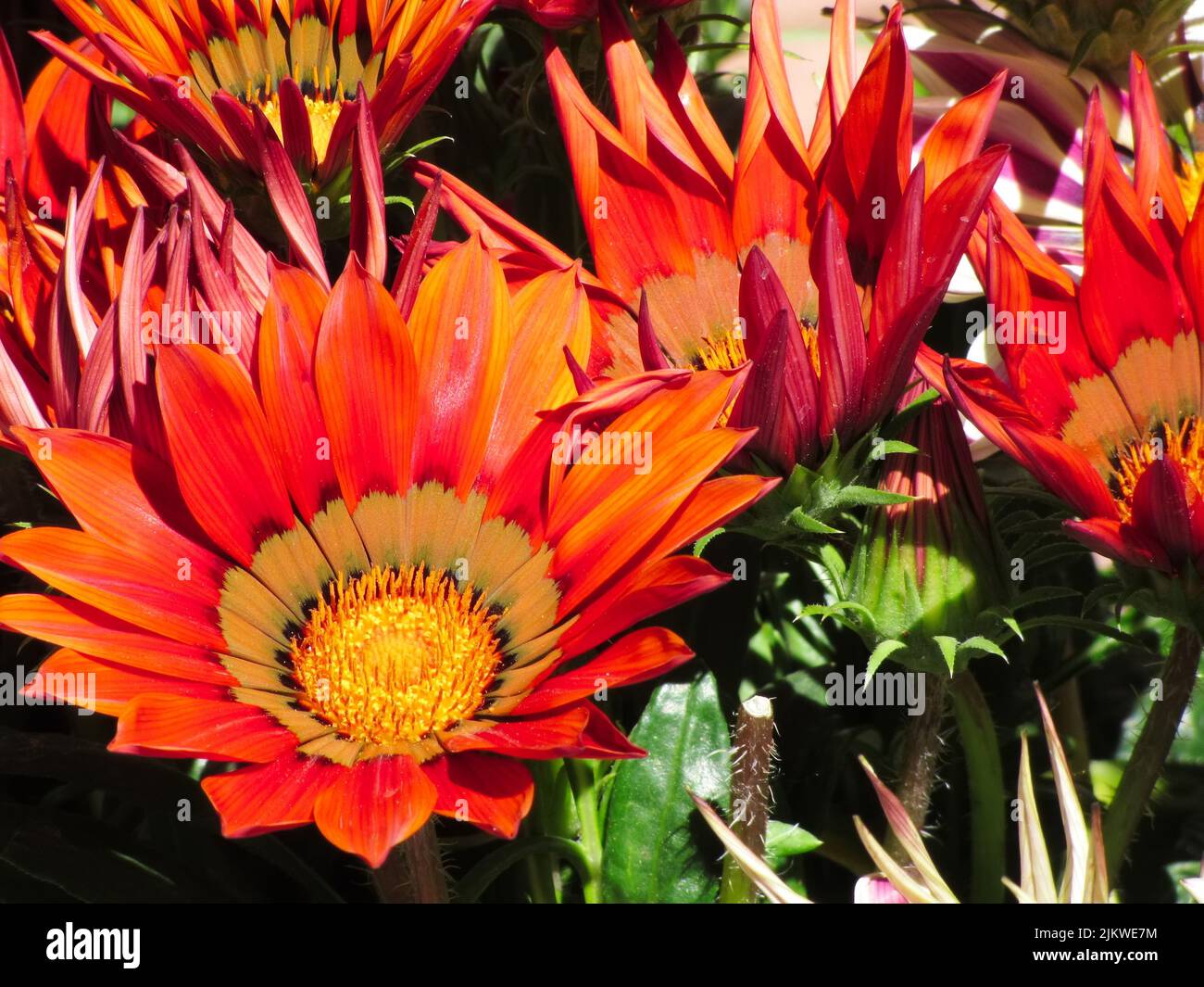 Orange Gazania flowers genus asteraceae Stock Photo - Alamy