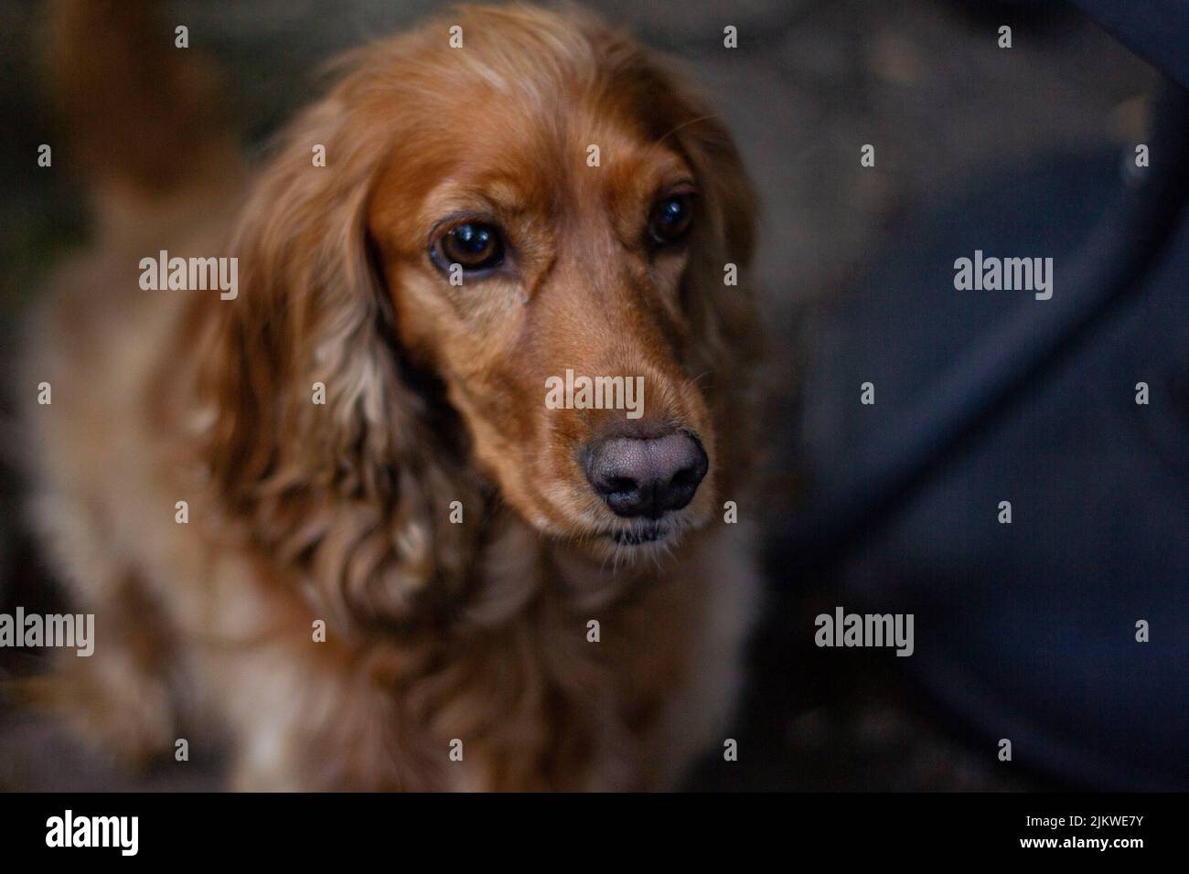 A high angle closeup of a cute Cocker Spaniel on a blurry background ...