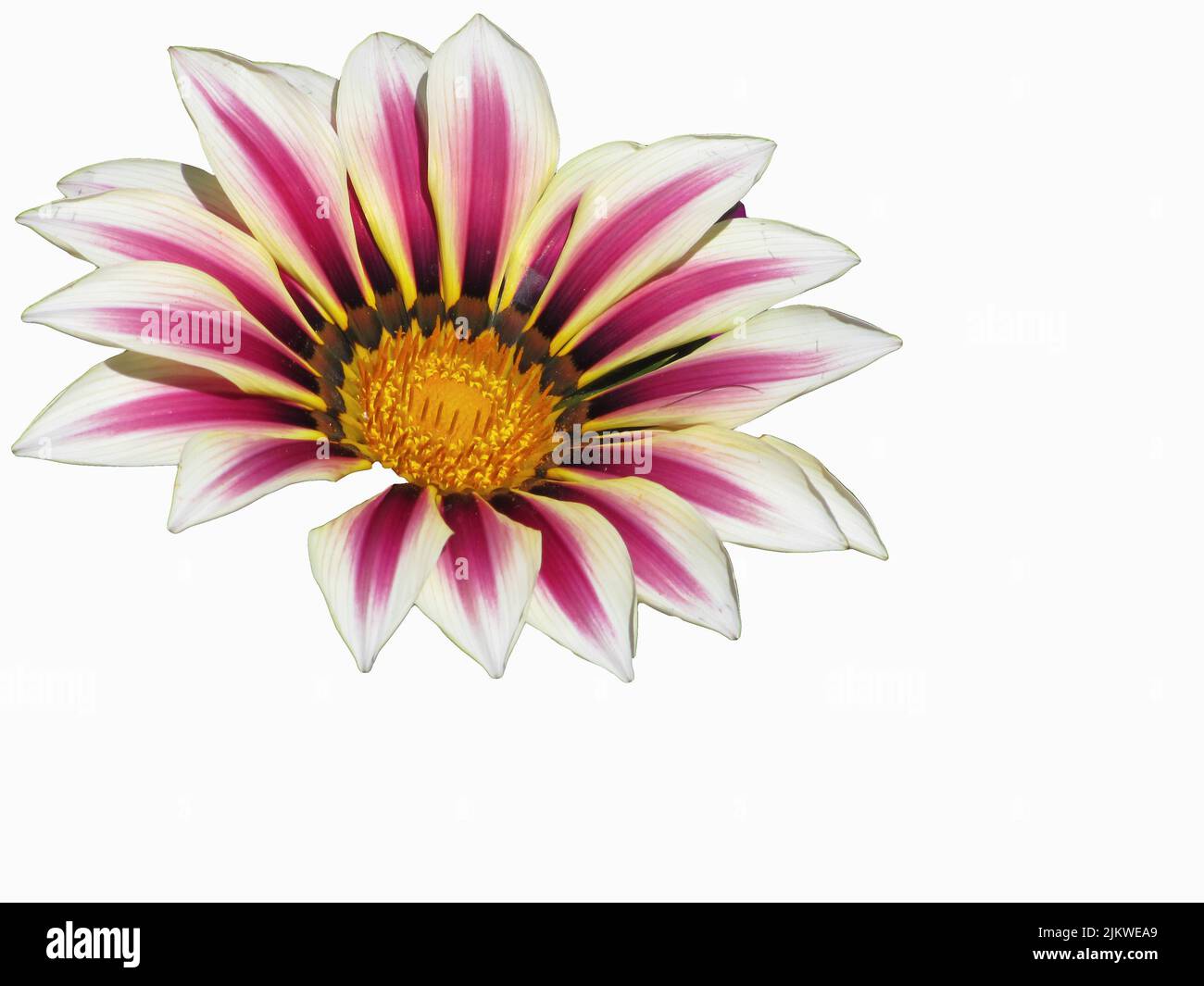 Pollination of Gazania flowerhead isolated on white background Stock ...