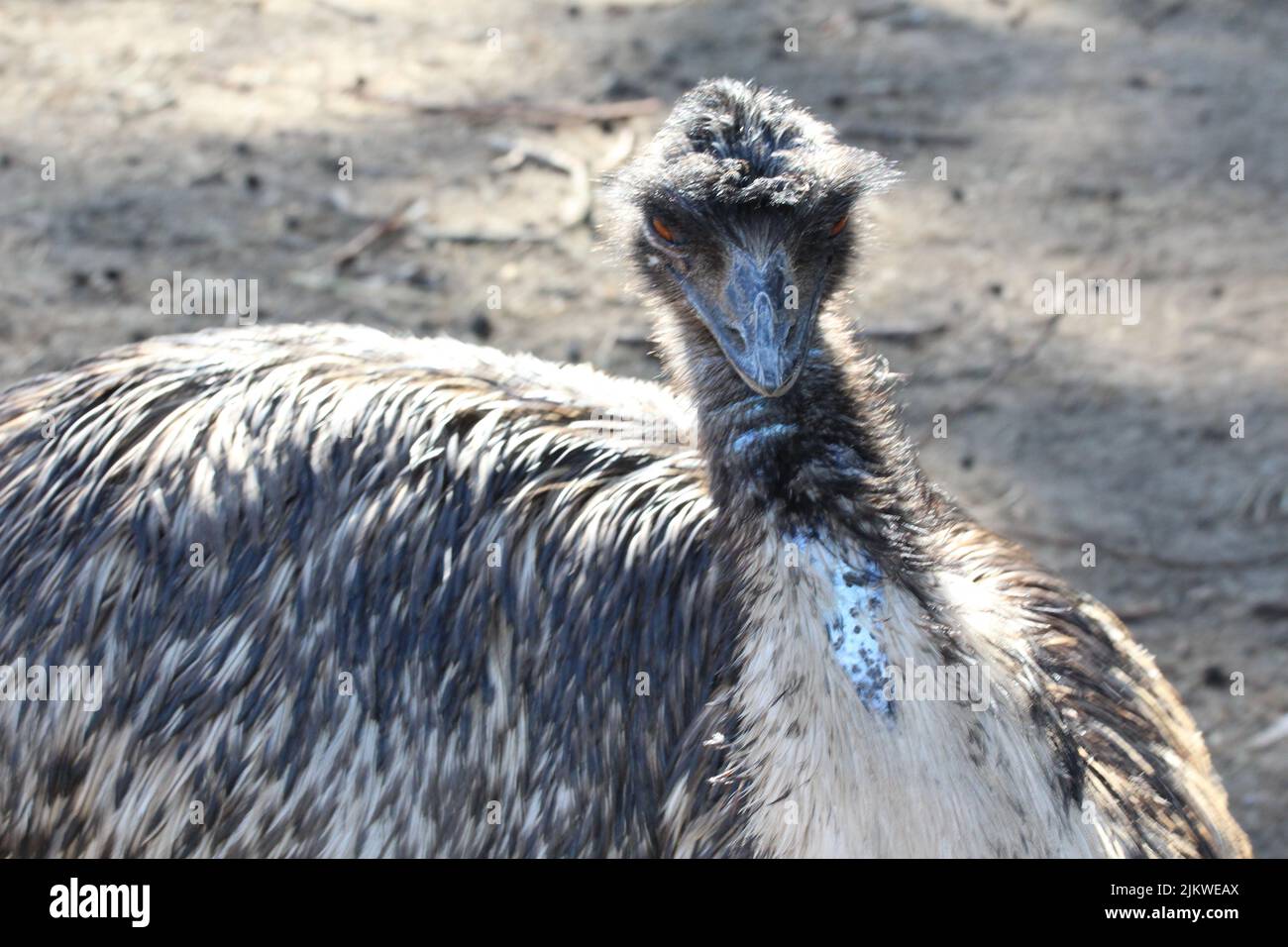 Emu closeup hi-res stock photography and images - Alamy