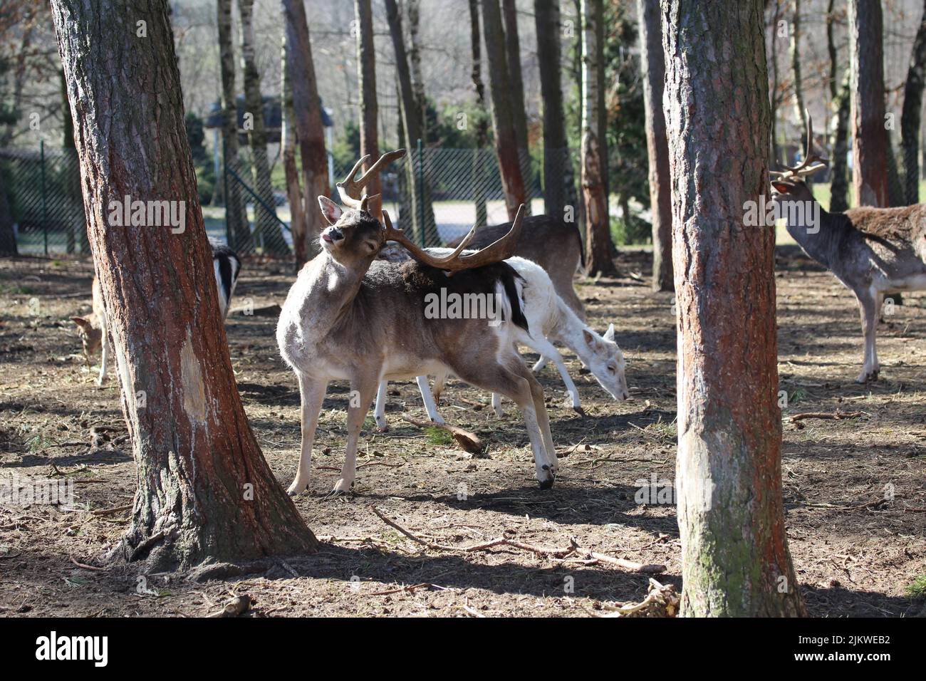 Group of deer hi-res stock photography and images - Alamy