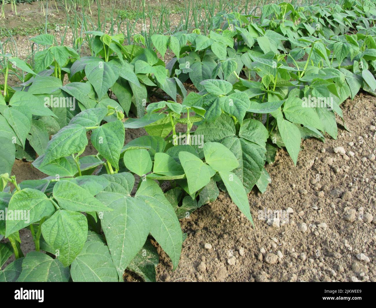 Young green beans plants in rows in the garden. Tuscany, Italy Stock ...