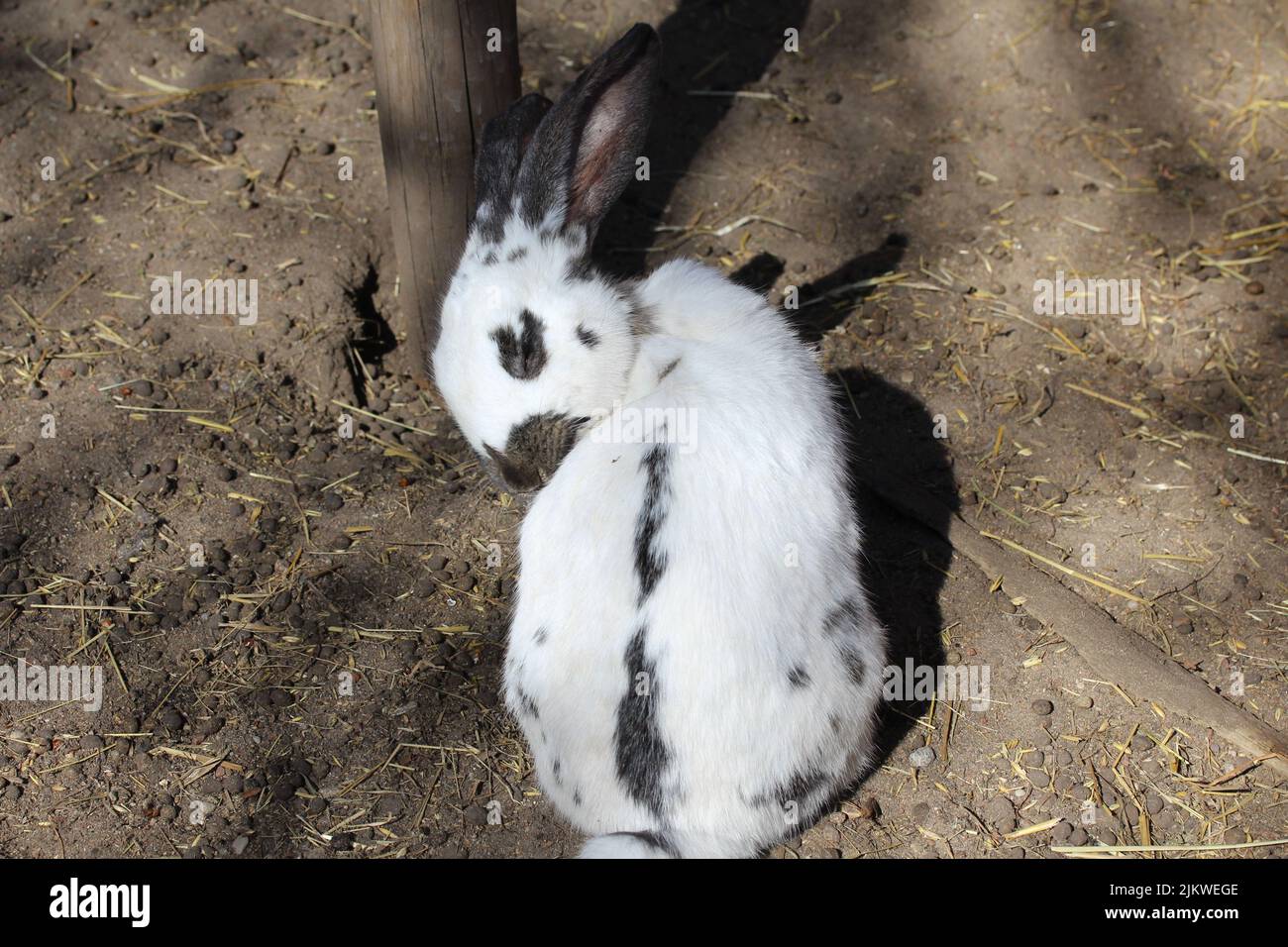 A closeup of a cute white rabbit with black spots sitting on the ground ...