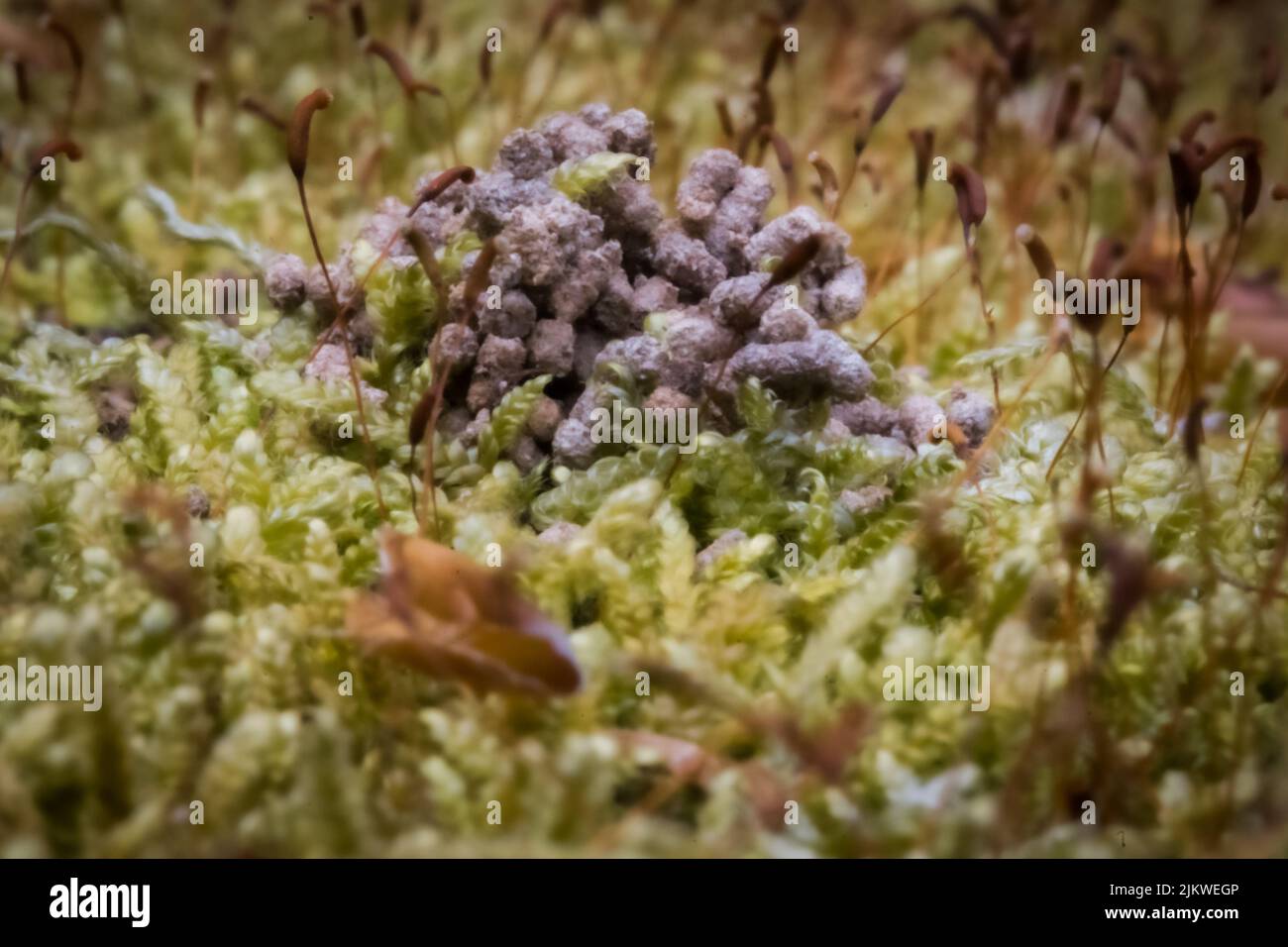Wool grass hi-res stock photography and images - Alamy