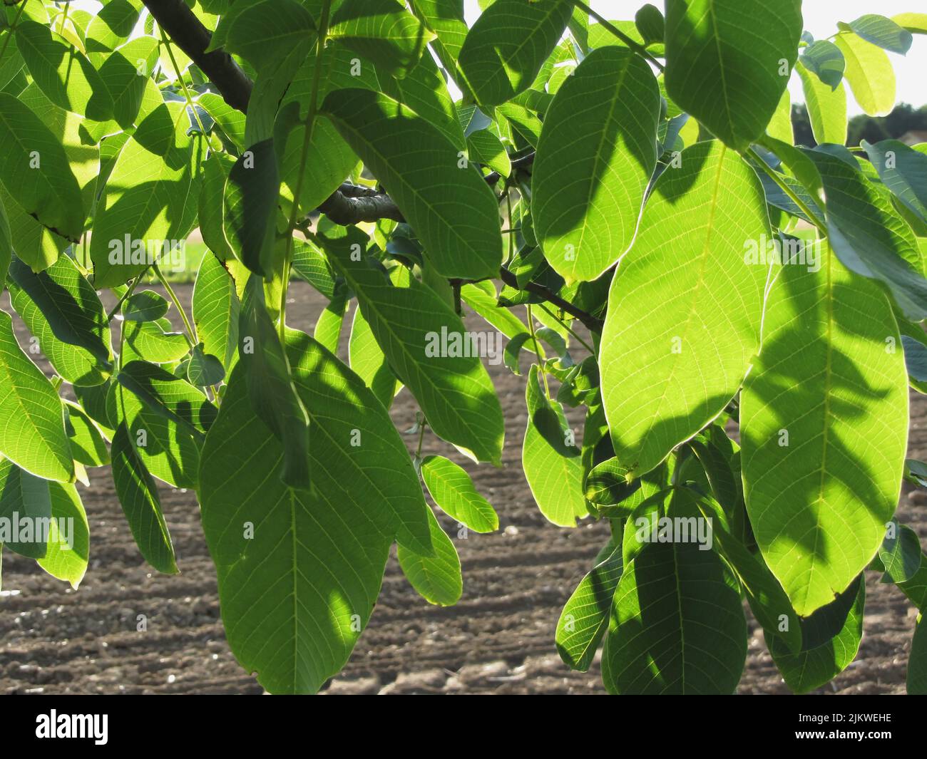 Walnut field hi-res stock photography and images - Alamy