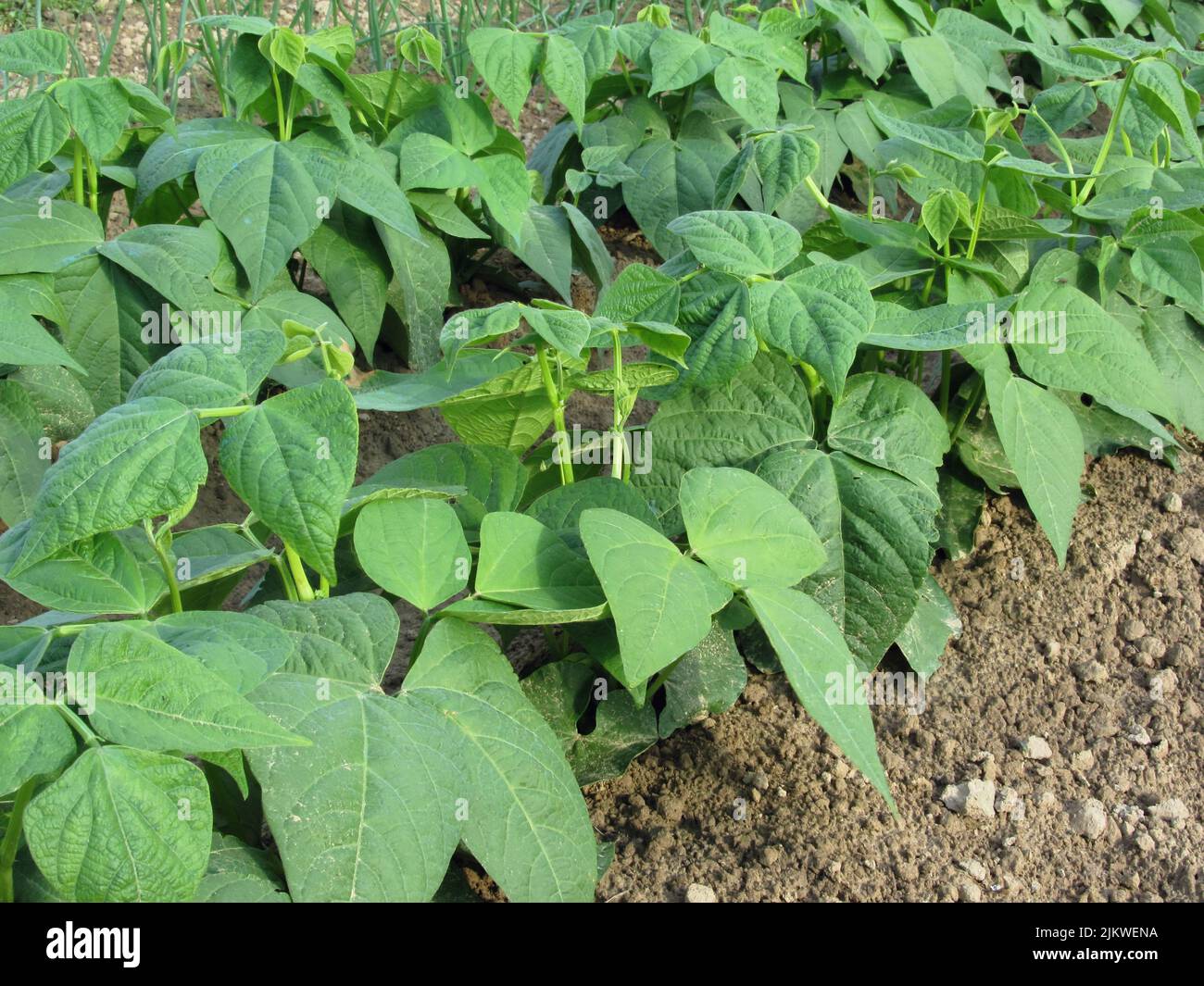 Young green beans plants in rows in the garden. Tuscany, Italy Stock ...