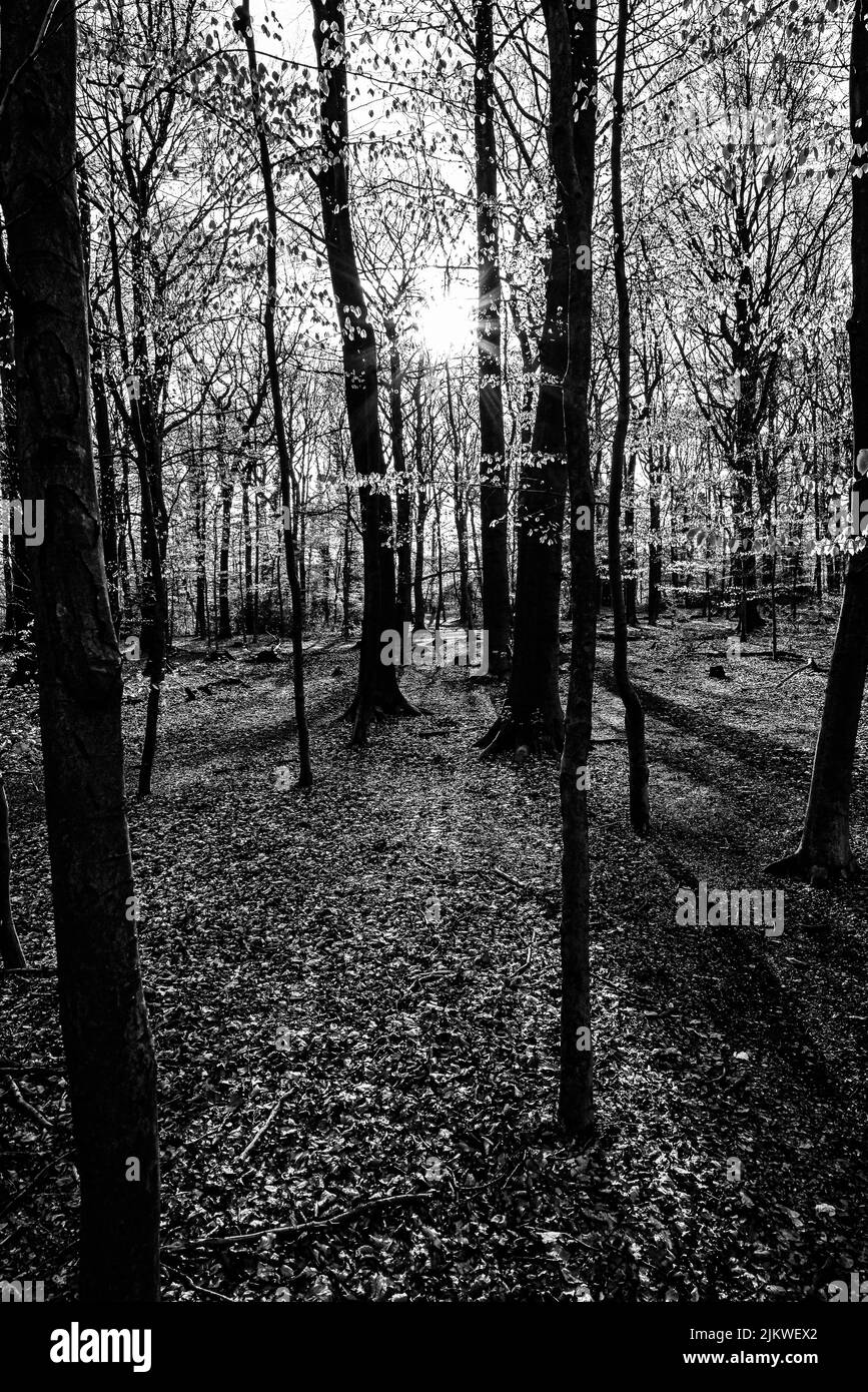 Trees in nature during Black and White Stock Photos & Images - Alamy