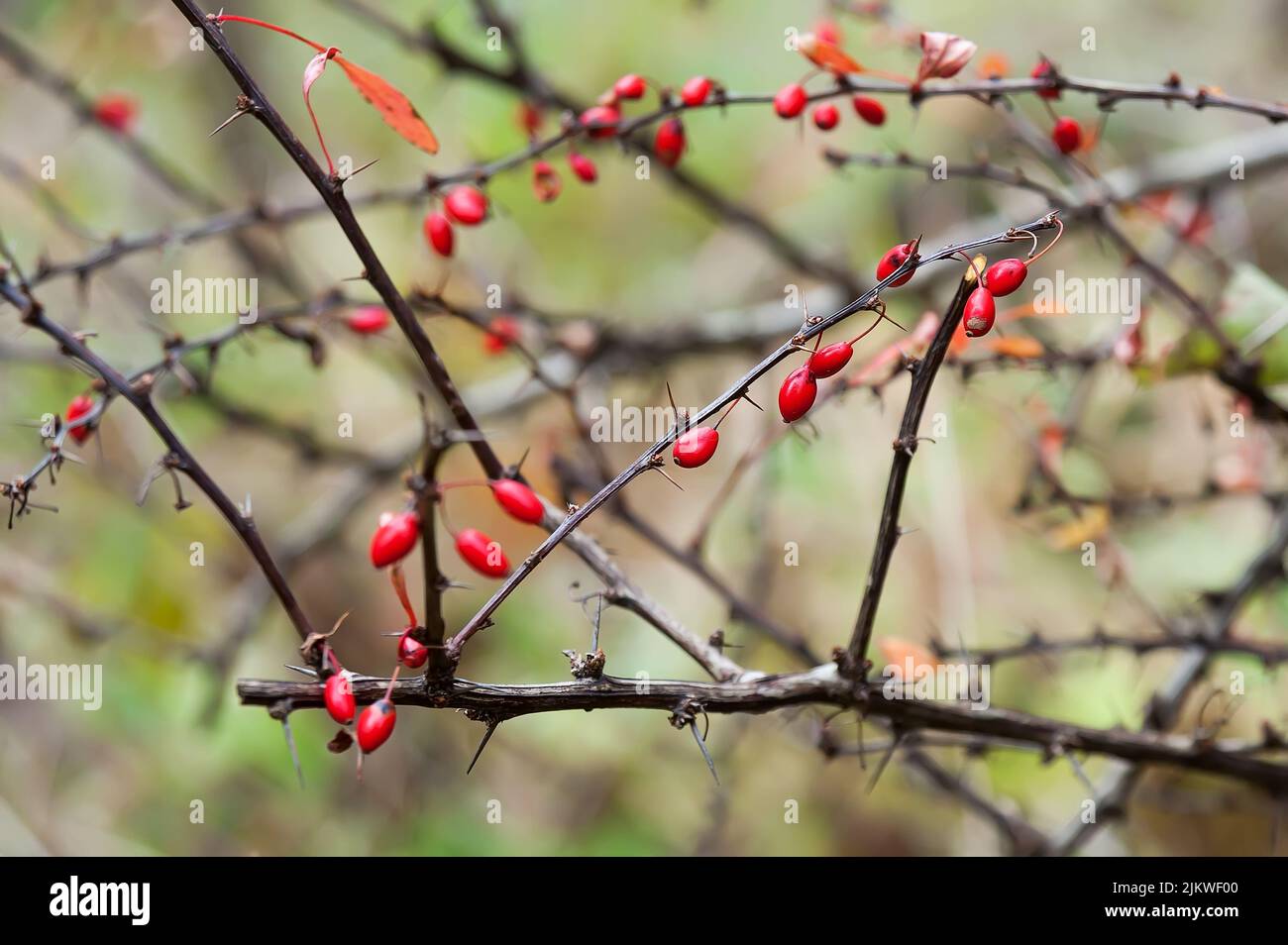 Red Thorn Berries With Thorns Hi Res Stock Photography And Images Alamy