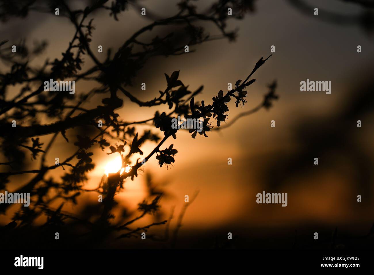 beautiful colored photograph of a spring object Stock Photo - Alamy