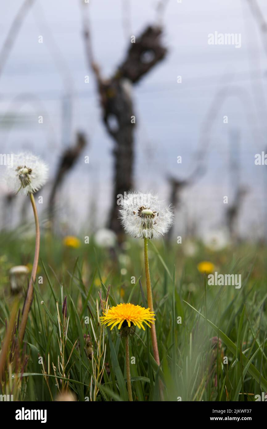 beautiful colored photograph of a spring object Stock Photo - Alamy