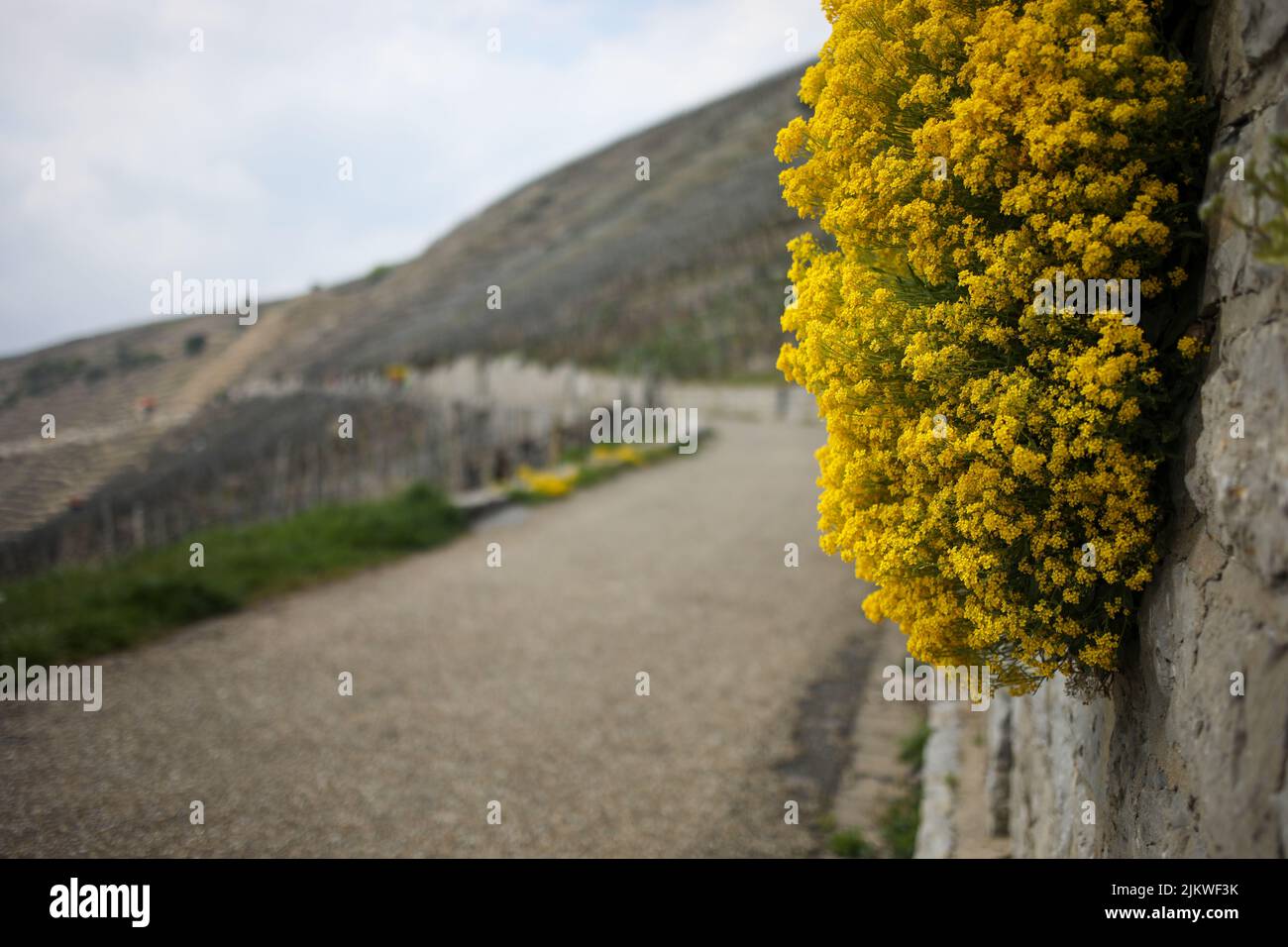 beautiful colored photograph of a spring object Stock Photo - Alamy