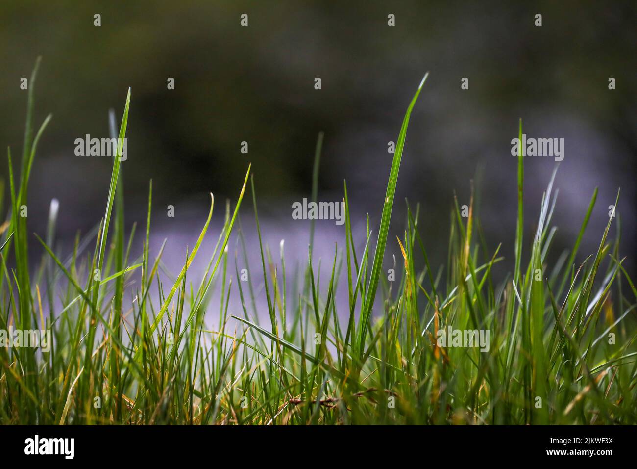 beautiful colored photograph of a spring object Stock Photo - Alamy