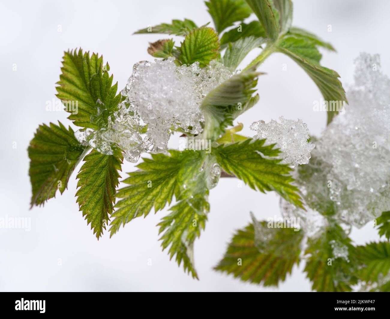 The snowy plant leaves isolated on a white background Stock Photo - Alamy