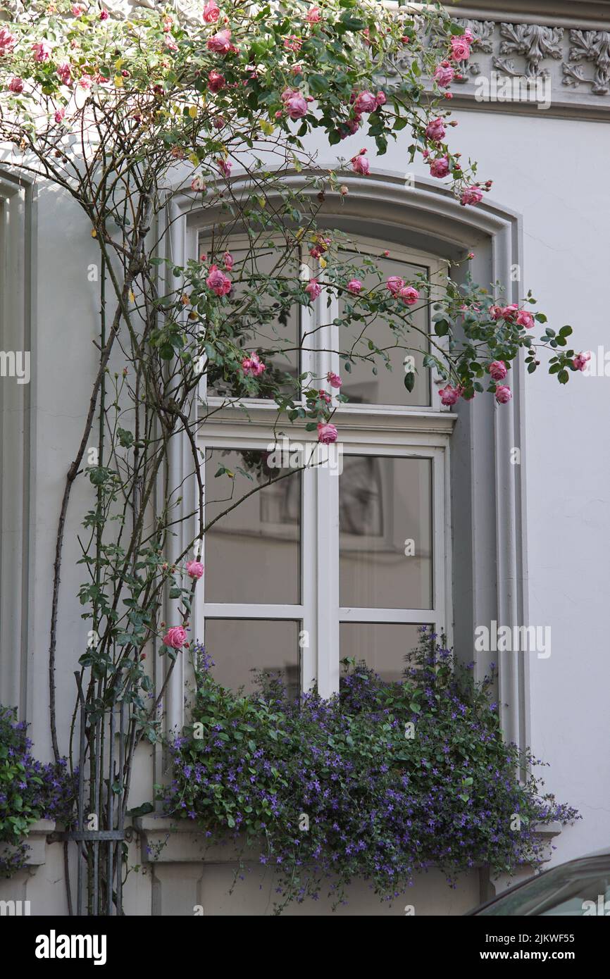 The glass window of a white house with blooming pink rose flowers and ...