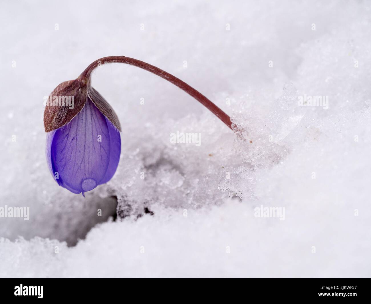Flower ice snow hi-res stock photography and images - Alamy
