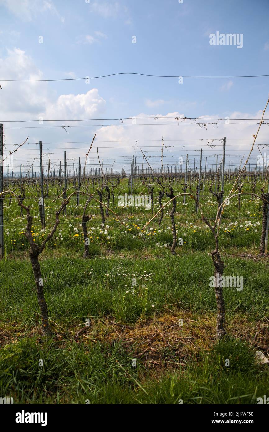 beautiful colored photograph of a spring object Stock Photo - Alamy