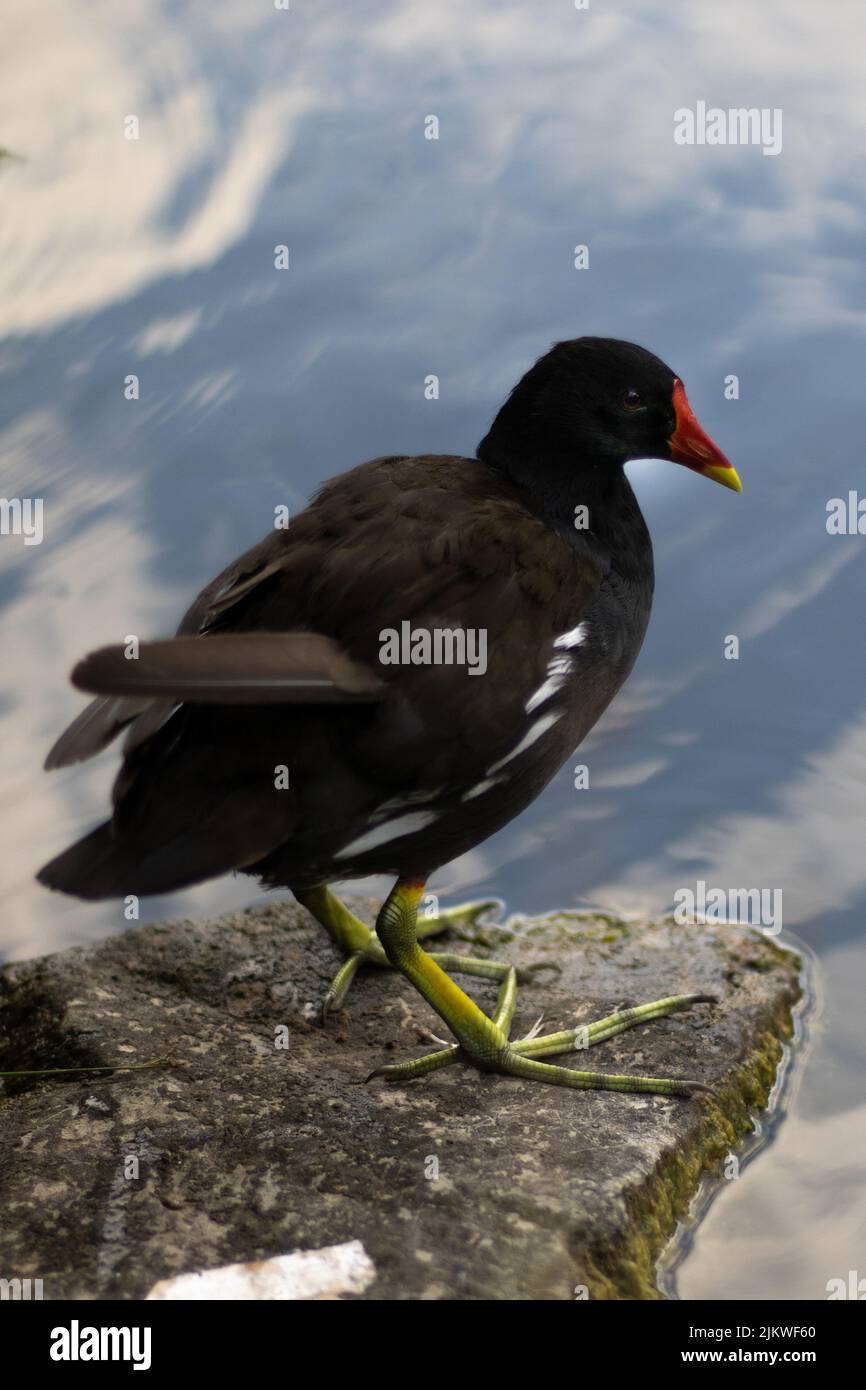 A vertical closeup of a black Common moorhen (Gallinula chloropus) on ...