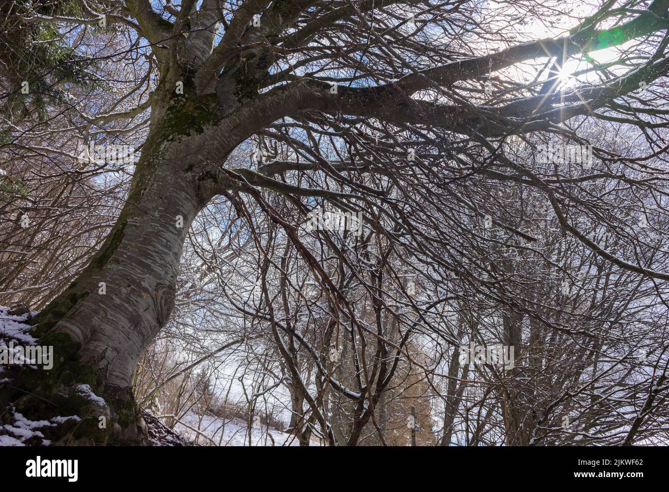 Beautiful sun and tree hi-res stock photography and images - Alamy